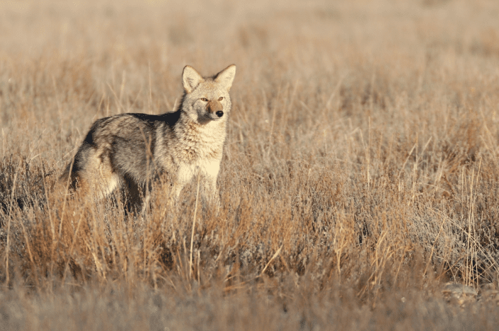 Best FOXPRO Call - Coyote/Predator Calls - Best Coyote Calls