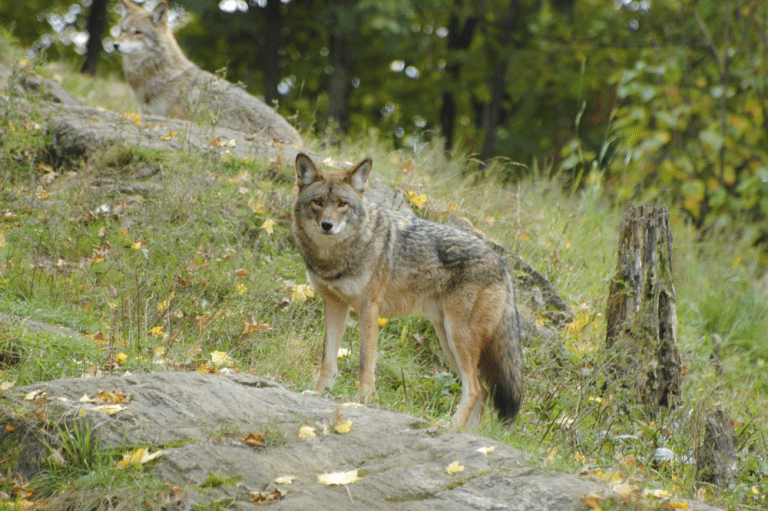 Extreme Value Predator Call - ICOtec GC500 Review