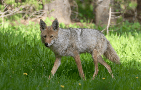 Best Rated Electronic Predator Call - Primos Alpha Dogg Review