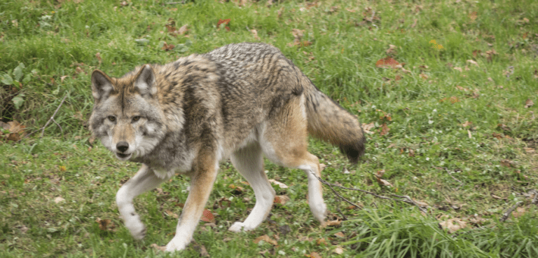 Coyote Hunting Laws In Minnesota - The Facts - Best Coyote Calls