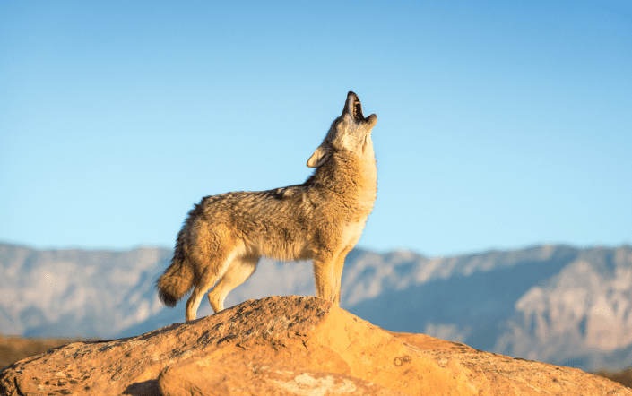What Is the Best Coyote Calling Sequence? - Best Coyote Calls